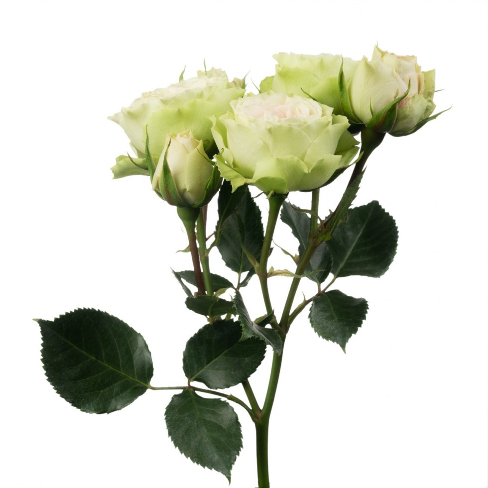 Bellalinda Creme